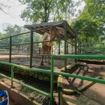 Virtual Tour Bazoga | Bandung Zoo Garden - Lihat Virtual